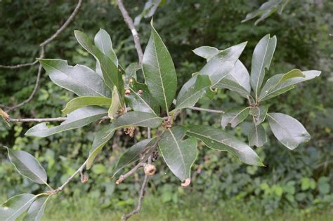 Red Or White In Defense Of Plants