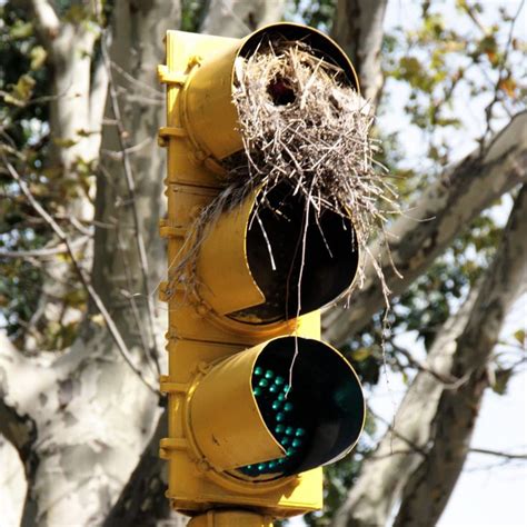How To Stop Birds From Nesting Around Your Home How To Keep Birds