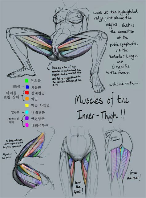 해부학 골반 Pelvis 네이버 블로그