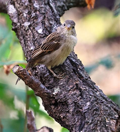 Sparrow Bird Trees Free Photo On Pixabay Pixabay