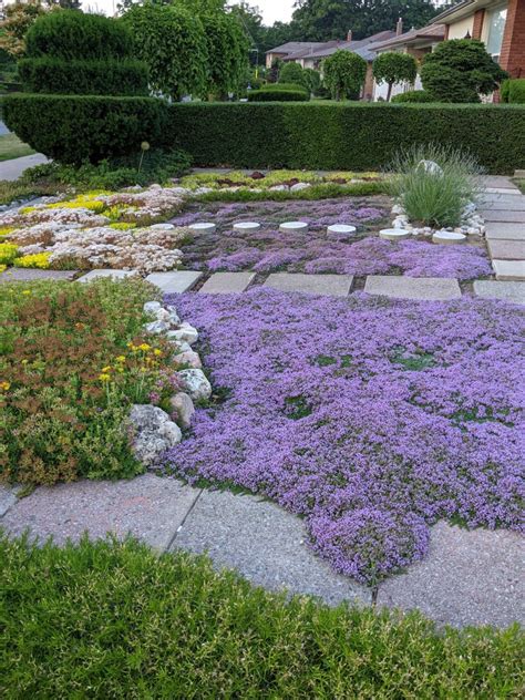 Red Thyme Lawn Enhance Your Outdoor Spaces Naturally