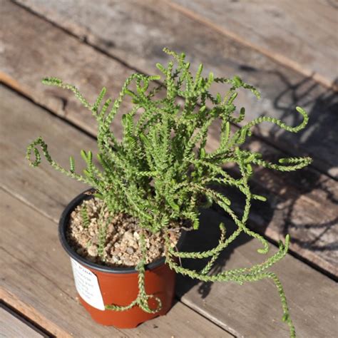 Crassula Muscosa Var Muscosa Watch Chain Watch Chain Ezy Care