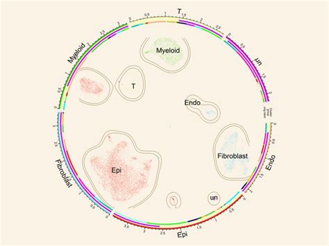 Scrna Cell Umapplot Cell Umap