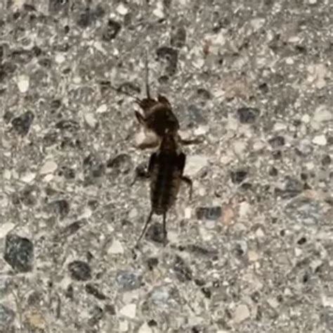 Whats This R Insects