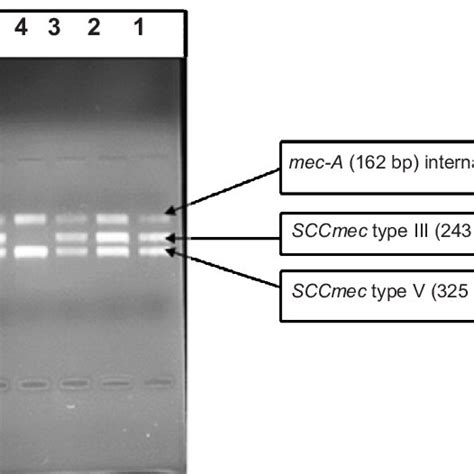 Sccmec Typing Of Mrsa Isolates Lanes 1235 Mec A 162 Bp Sccmec