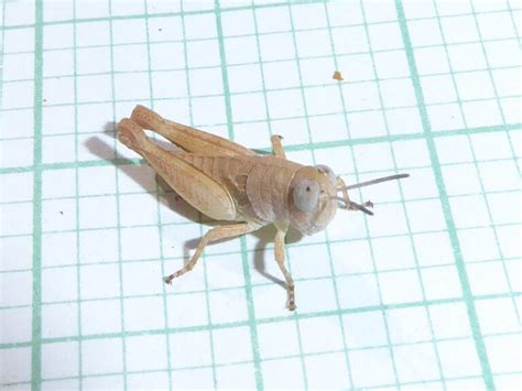 Grasshopper 6 Friends Of Queens Park Bushland