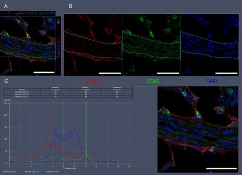 Figures And Data In Identification Of Phenotypically Functionally And
