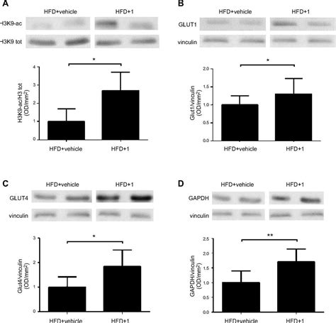 Gapdh Loading Control Antibody Ma5 15738