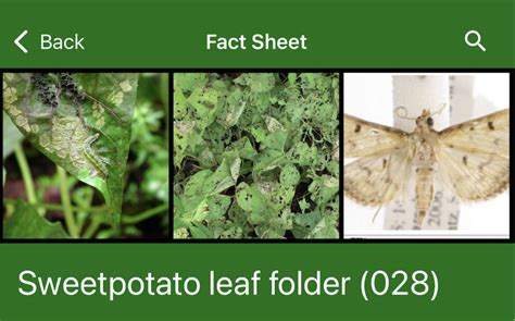 Leaf Folders In Time Of Covid Pestnet