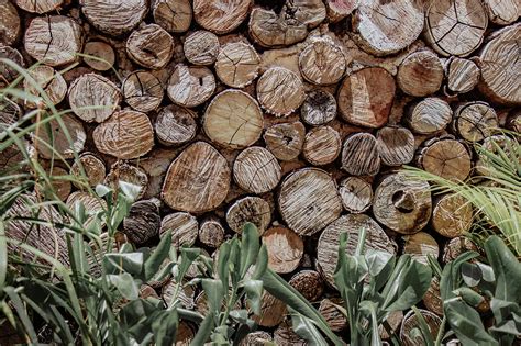 The Timber Cycle Of Life Photograph By Eclipse Photography Fine Art