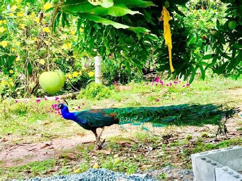 សម្តេច ហ៊ុន សែន បញ្ជាថ្នាក់ដឹកនាំក្រសួងកសិកម្មយកក្ងោកទៅឱ្យម្ចាស់ដើមវិញជាបន្ទាន់ Tnaot