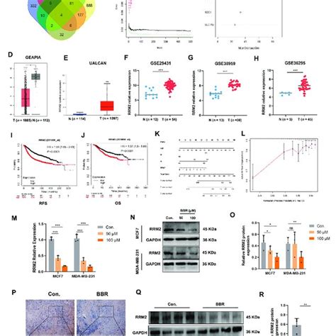 Rrm2 As A Potential Regulator In Bbr Treated Brca Cells Venn Diagrams