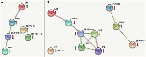 Proteinprotein Interaction Analysis By String Database This Figure