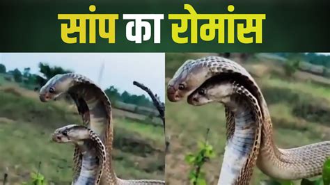 Viral Video पेड़ पर रोमांटिक हुए नाग नागिन देखिए किस तरह लिपट लिपट कर