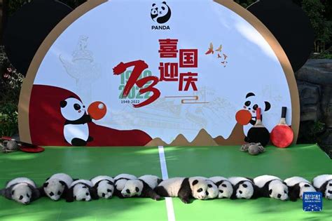 成都大熊猫繁育研究基地2022级新生大熊猫齐亮相