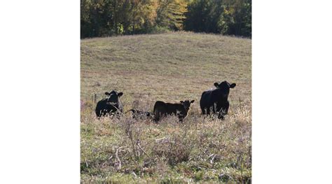 Usda Authorizes Emergency Grazing And Haying Of Conservation Reserve