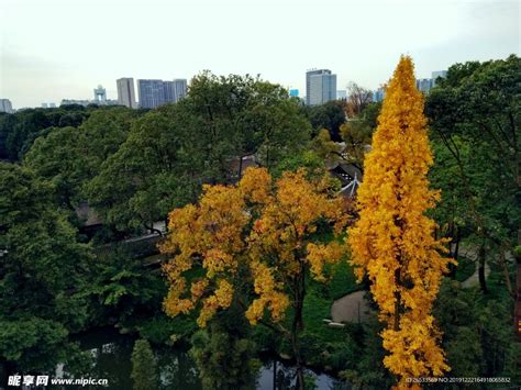 大树 银杏树 黄叶 树顶摄影图 树木树叶 生物世界 摄影图库 昵图网nipic