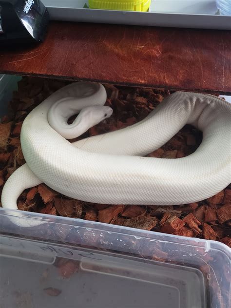 Pythonhead Tracker