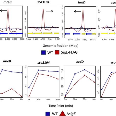Chip‐seq Above And Microarray Transcriptional Profiling Data Below