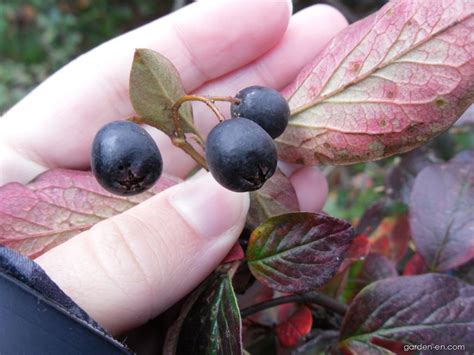 Cotoneaster Lucidus Shiny Cotoneaster Garden