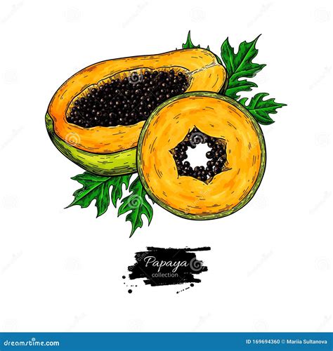 Papaya Vector Drawing Hand Drawn Tropical Fruit Illustration Stock