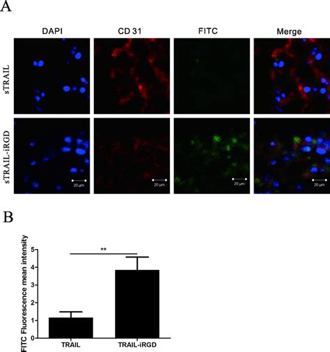 Strail And Strail Irgd Protein Tumor Penetration In Mkn45 Cell Injected
