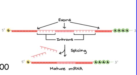 RNA Transcription Study Guide Flashcards Quizlet