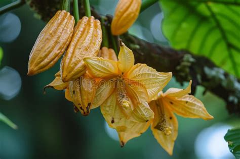 Ripe Cocoa Pods On Tree Branch Stock Image Image Of Tropical Beans 319378843