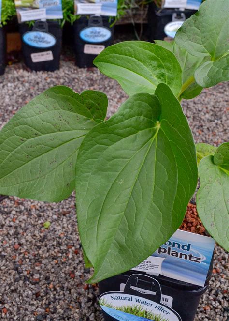 Saururus Lizards Tail Guildford Garden Centre