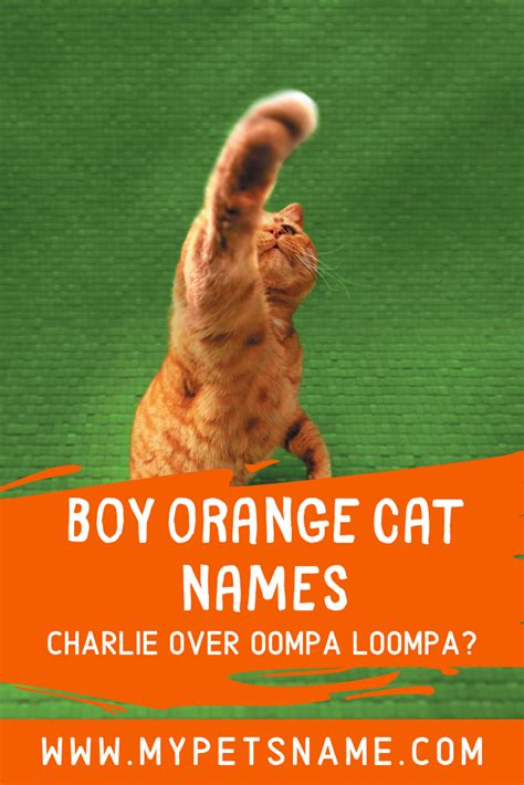 Halloween Cat Names For Orange Cats At Elijah Elliston Blog