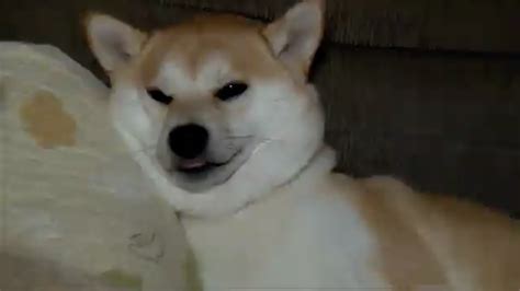 舌を出しっぱなしand二重アゴで“放心状態”の柴犬。いったい何があったの触られても無反応をキメこむ様子に「バグった？」「〜完〜」の声