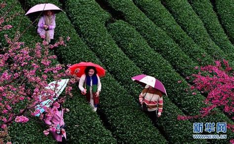 福建茶園櫻花綠映紅 每日頭條