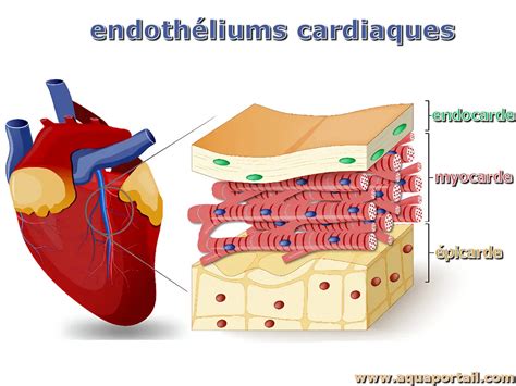 Endocarde Définition Et Explications