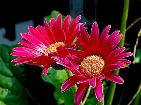 鲜花 植物区系 Pixabay上的免费照片 Pixabay