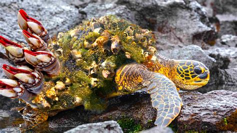 Sea Turtle Scream For Help When She Need To Removed Tons Of Parasite