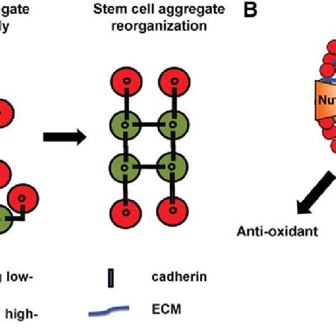 Stem Cell Aggregate Formation As A Preconditioning Treatment A