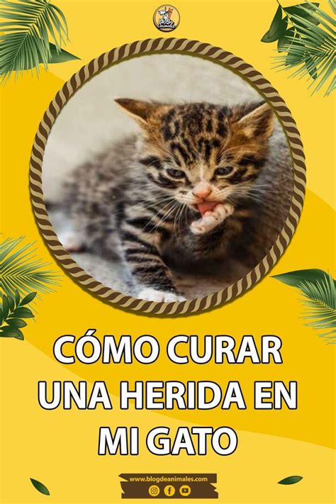 Cómo Curar Una Herida En Mi Gato Consejos Para Acelerar La