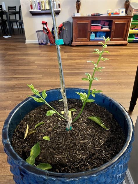 Potted Lime Tree R Citrus