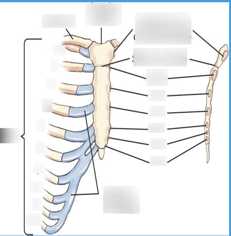 Bony Thorax Diagram Quizlet