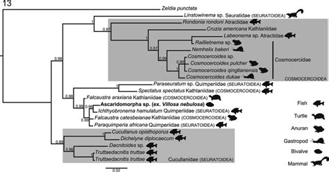 Phylogenetic Interrelationships Of Nematodes Cosmocercoidea