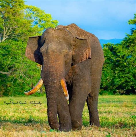 අග්බෝagbo Wildlife Sri Lanka