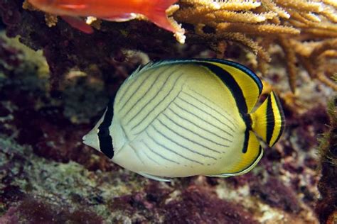 フウライチョウチョウウオ 美ら海生き物図鑑 沖縄美ら海水族館 沖縄の美ら海を次の世代へ