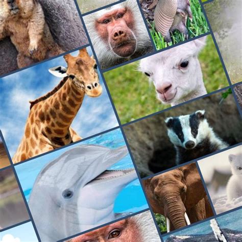 Mammals Image Classification Dataset 45 Animals Kaggle