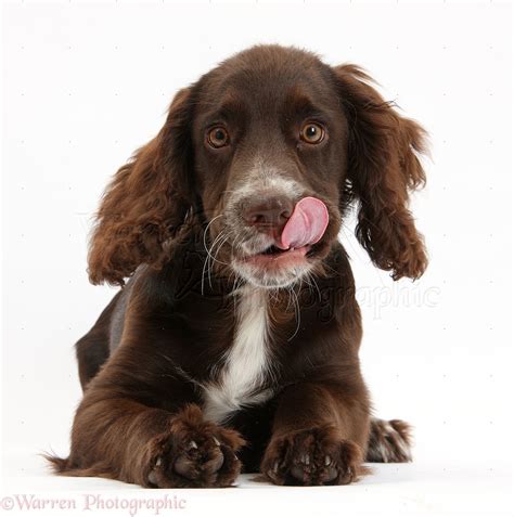 Dog Chocolate Cocker Spaniel Pup Photo Wp34666