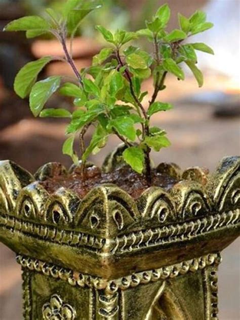 முகத்தை வெள்ளையாக்கும் துளசி இலை பற்றி தெரியுமா