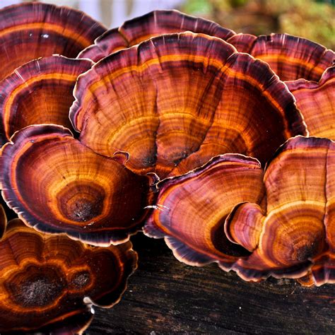 Soho House The Fun Of Cooking Drinking And Eating Mushrooms