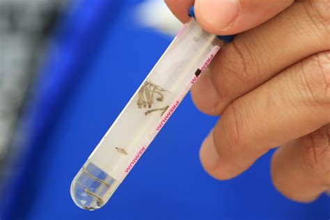 Lei prevê novo método para combate ao Aedes aegypti no DF ISMEP