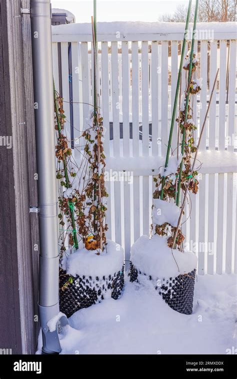 Winter Garden With Greenhouse And Climbing Strawberry Plants Covered