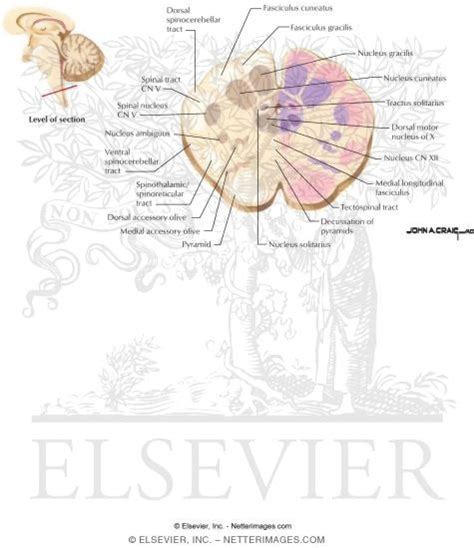 Medulla Level Of Dorsal Column Nuclei