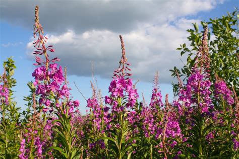 Иван чай растения и где растет 81 фото красивые картинки и обои на рабочий стол
